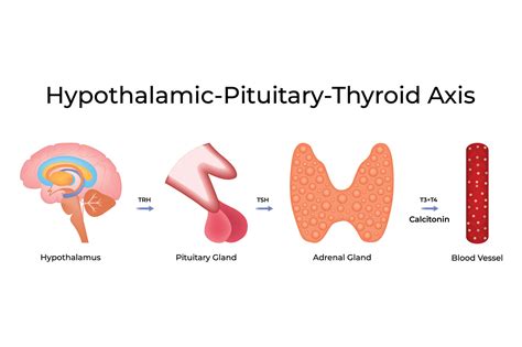 Hypothalamic Pituitary Thyroid Axis Graphic By Hamjaiu · Creative Fabrica