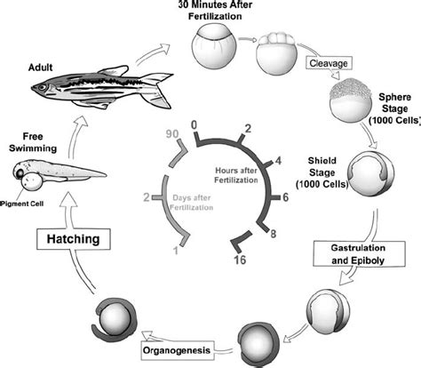 Zebrafish Embryo Stages