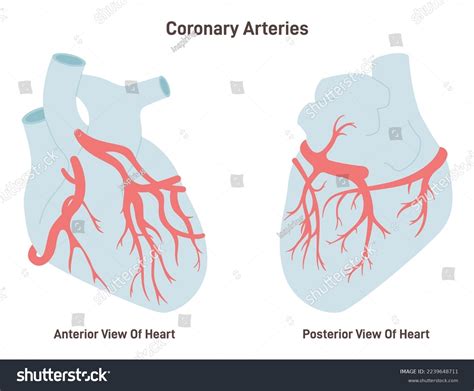 Posterior Coronary Arteries Diagram