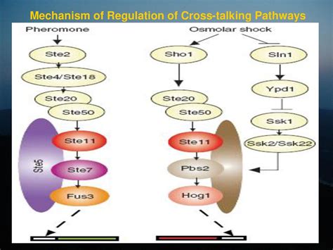 Lecture 7 Biological Network Crosstalk Y Z Ppt Download