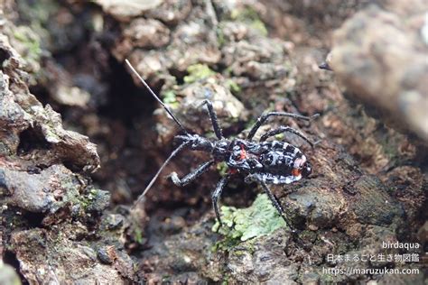 ヨコヅナサシガメ 日本まるごと生き物図鑑