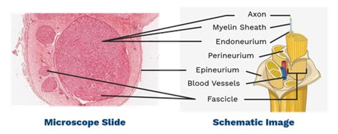 Neuron Model Labeled Endoneurium