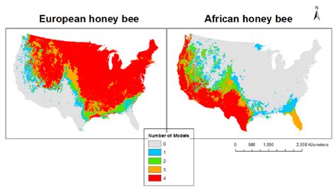 History Of Killer Bees In Arizona Origins And Impact