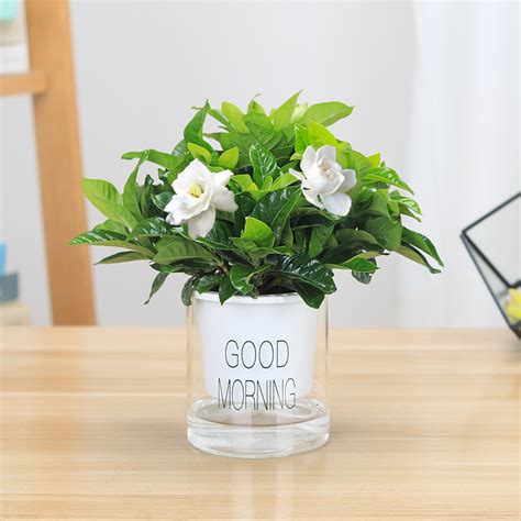 发财树栀子花室内好养绿植小盆栽花卉绿萝水培富贵竹多肉植物芦荟 虎窝淘