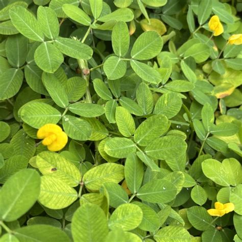 Arachis Pintoi Pinto Peanut Yellow Peanut Plant Forage Plants