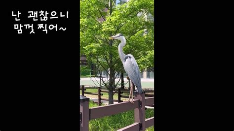 Asmr 왜가리 우는소리 바람에 날개 움직이는 모습 힐링되는 영상 Youtube