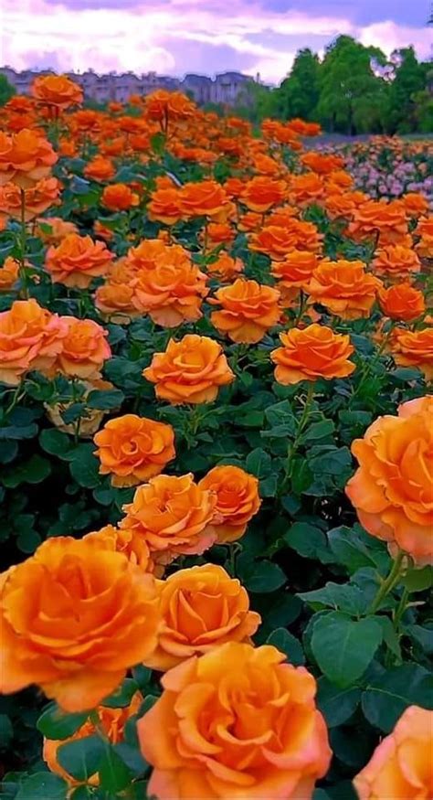 Orange Roses Garden