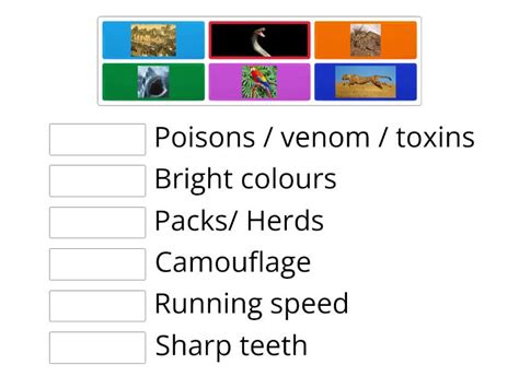 Adaptations Match Up
