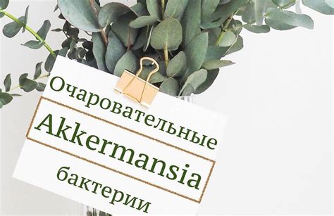 Эти очаровательные бактерии: Аккермансия