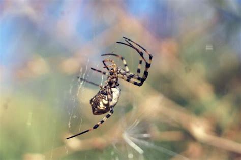 9 Spiritual Meanings Of Spider Bites Dreams And Real Life