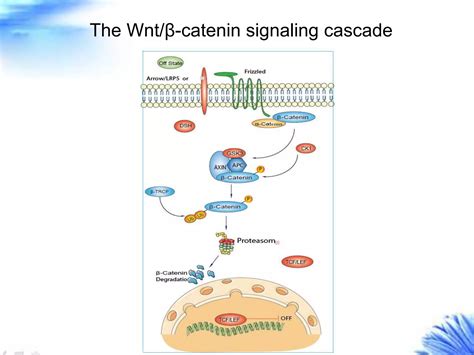 Wnt Signaling Pathway Creative Diagnostics PPT