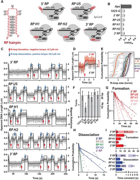 The Effect Of The RP RNA Hairpin On R Loop Dynamics A Sequence Of Download Scientific