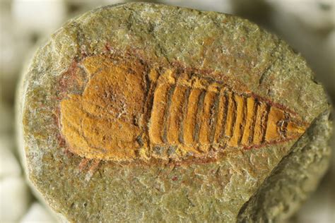 Longstanding Paleontology Mystery Solved Revolutionary Fossil Find In Morocco Unveils Origins