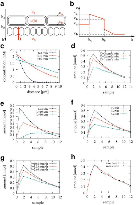 Mathematical Model Of A Transwell Barrier Culture Ab Schematic