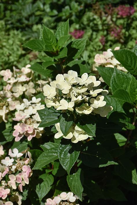 Early Evolution Hydrangea Hydrangea Paniculata Aj14 In Inver Grove