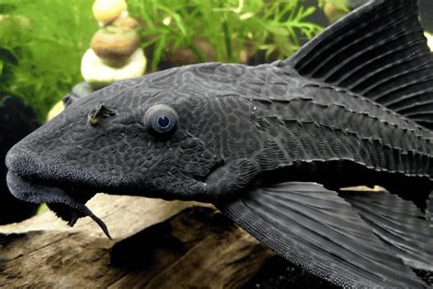 Pleco Fish Growth Stages Rate Duration And More Pet Fish Online