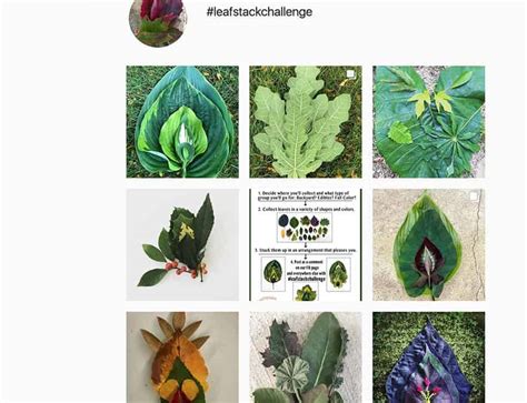 Plant Sex Seeds For Birds And A Leaf Stack Review Plant Sex Seeds For Birds And A Leaf Stack Review