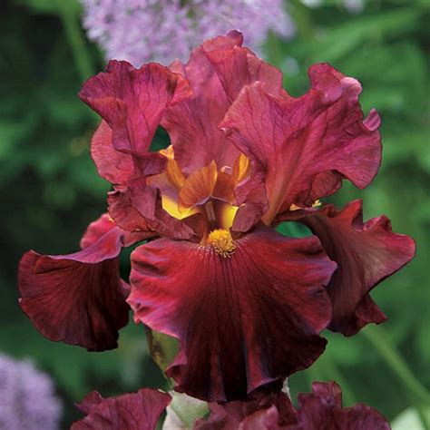 Rarest Red Bearded Iris Spring Hill Nursery