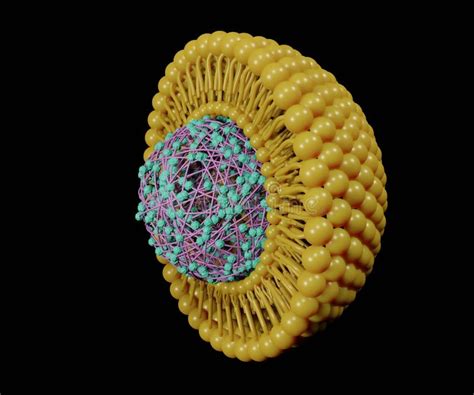Lipid Coated Polymeric Nanoparticles For Drug Delivery Stock