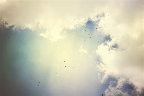 배경 화면 햇빛 경치 조류 초상화 자연 애정 빨간 하늘 사진술 구름 본문 고요한 녹색 노랑 푸른 저녁 아침 태양 정경 수평선 여름