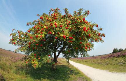 Rowan Tree Tree Works