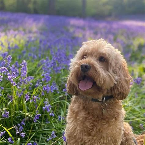 Cockapoo Lifespan How Long Do Cockapoos Live Oodlelife®