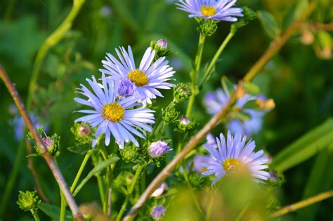 ブラキカムの花言葉や育て方まとめ春の花壇におすすめ HORTI ホルティ by GreenSnap