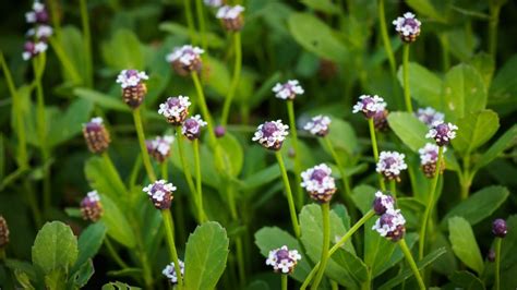 How To Plant Grow And Care For Kurapia