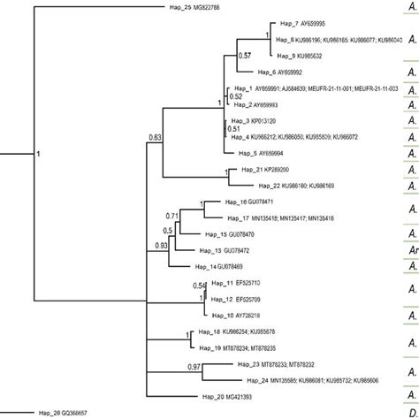 Bayesian Tree Constructed With Cytb Data Set Numerals Above The Nodes