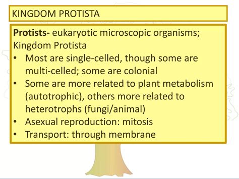 Phylogenetics Classification Notes Pptx