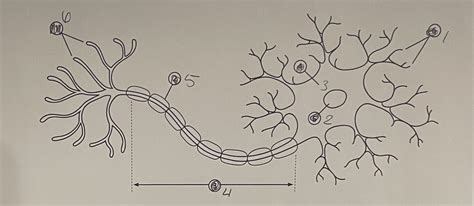 Ap Psych Unit 2 Diagram Quizlet