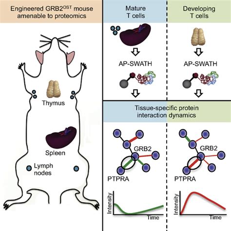 Precise Temporal Profiling Of Signaling Complexes In Primary Cells Using Swath Mass Spectrometry