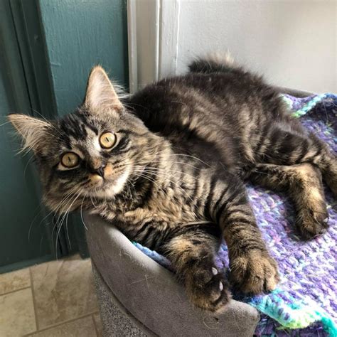 Tabby Brown Kitten