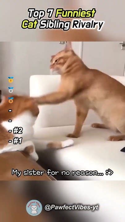 Cat Sibling Rivalry Funnycats Orangecats Compilation Youtube
