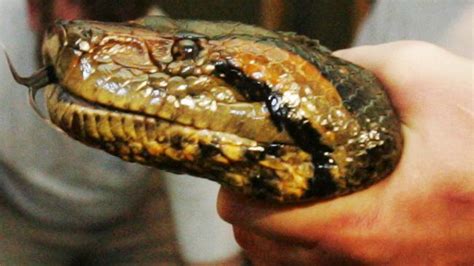 My Anaconda Its Really Big And Alive Daily