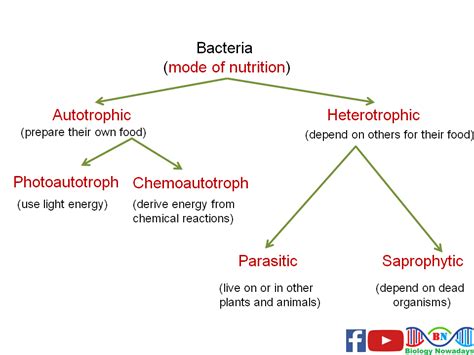 Five Kingdom Classification Monera