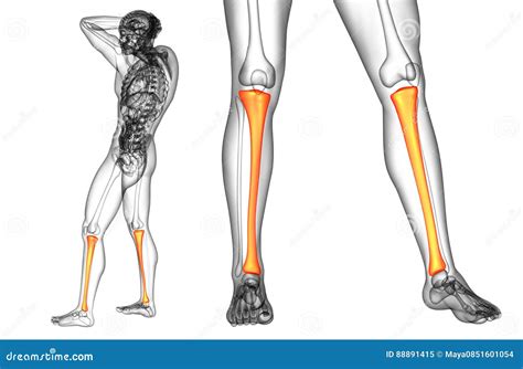 Tibia Bone Stock Illustration Illustration Of Tibia 88891415
