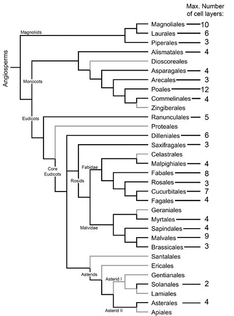 Figure 2 From Lateral Root Primordium Morphogenesis In Angiosperms Semantic Scholar