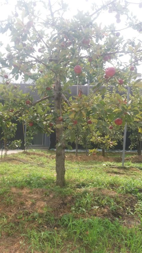 청주충림농원육묘장 네이버 블로그