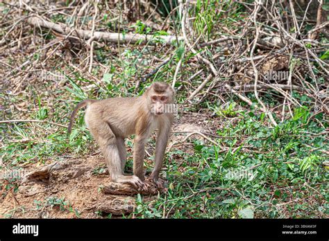 Juvenile Northern Pig Tailed Macaque Macaca Leonina In The Nature