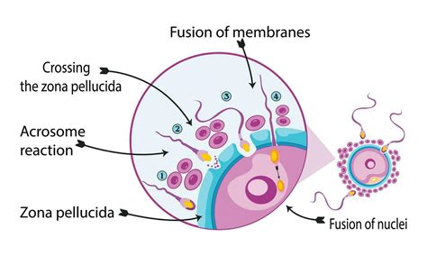 Fertilization Process With Step By Step Sperm Egg And Zygote Rendering Cell Vector Design