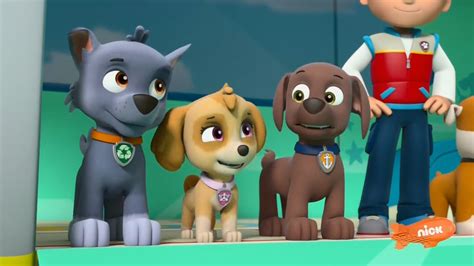Paw Patrol S3 E12 Rocky Skye Zuma By Geedirosso On Deviantart