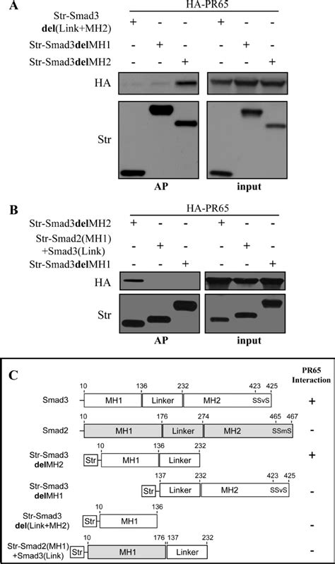 Smad3 Mh1 Domain With The Linker Region Confer Pp2a Interaction A Download Scientific Diagram