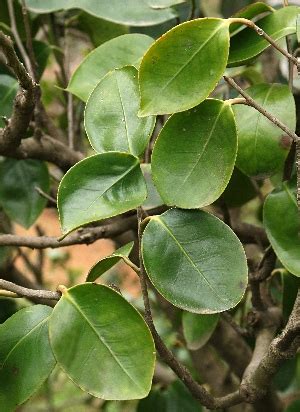 四季の山野草サカズキバツバキ