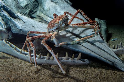 Giant Japanese Spider Crab