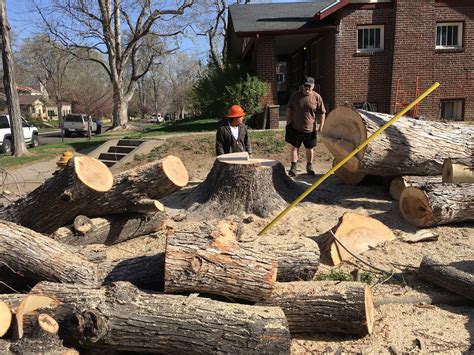 TeacherDance PoetryFriday NPM Poem Of Tree