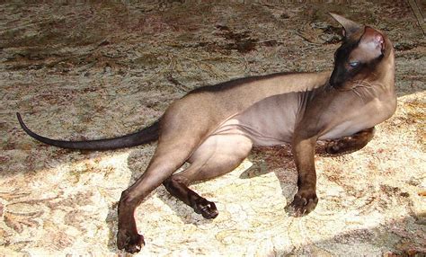 피터 볼드 털이 있는 스핑크스 고양이 비마이펫 라이프