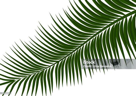 열 대 배경입니다 현실적인 야자수 잎입니다 여행 디자인 승진 및 마케팅을 위한 이국적인 아름다움 벡터 일러스트 레이 션벡터 그래픽 0명에 대한 스톡 벡터 아트 및 기타