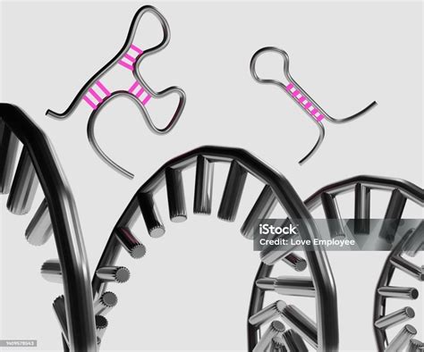 Microrna Atau Mirna Adalah Molekul Rna Nonpengkodean Untai Tunggal