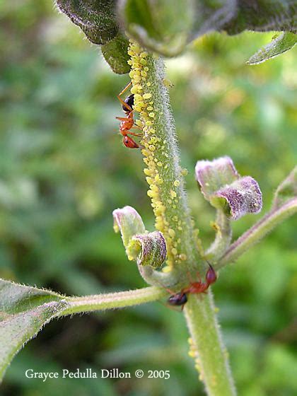 Ant Camponotus Floridanus Bugguidenet